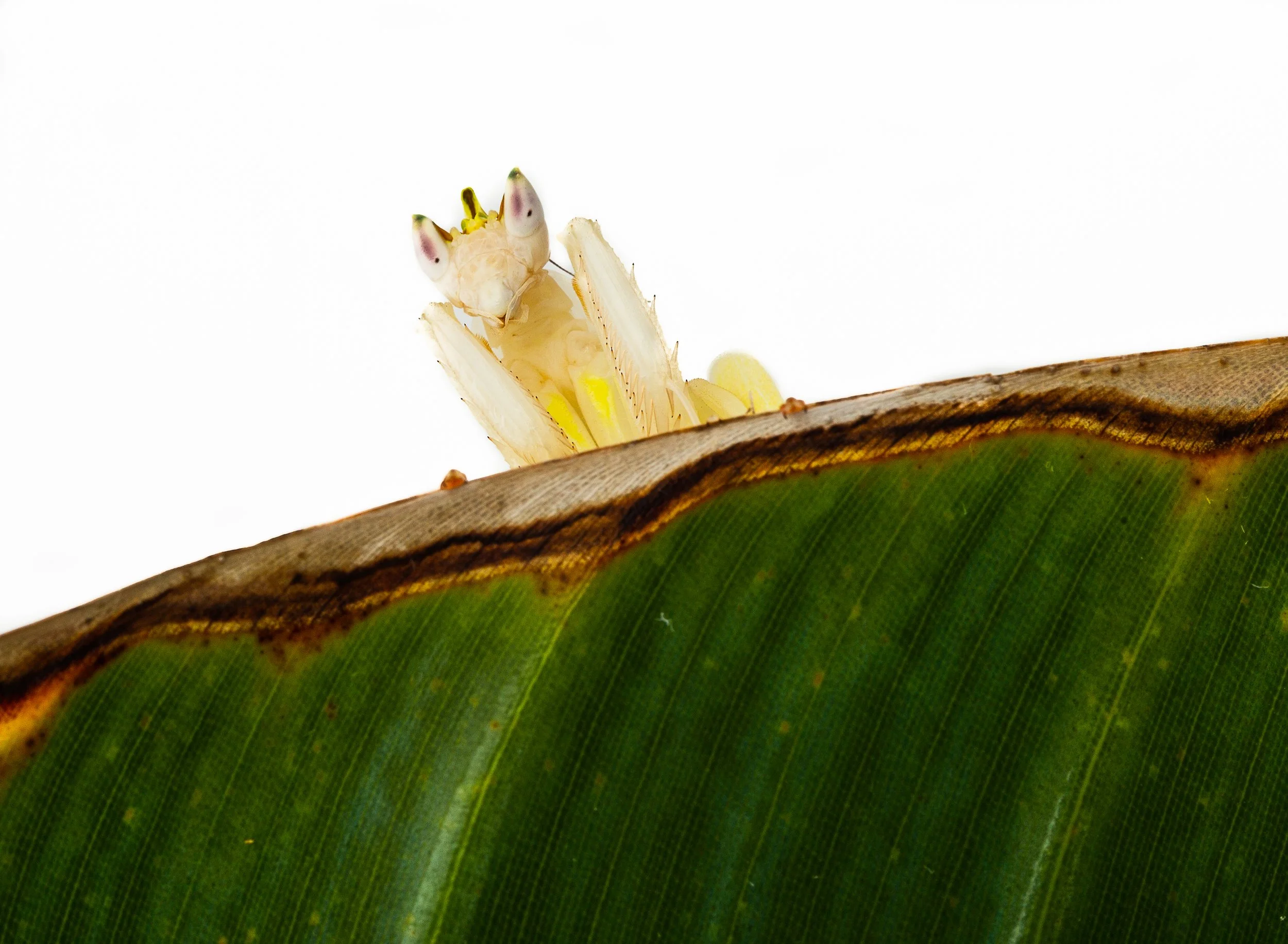 Praying Mantis for sale — Mantis Universe