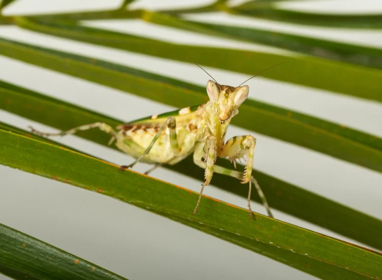 Praying Mantis for sale — Mantis Universe