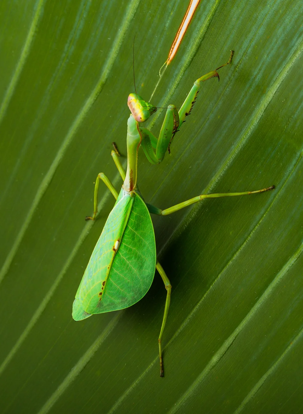 South American Green Mantis