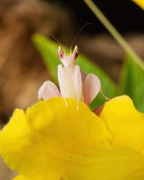 The Enchanting Orchid Mantis: Species Information, Care Tips, and ...