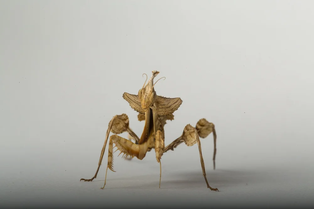 Praying Mantis for sale
