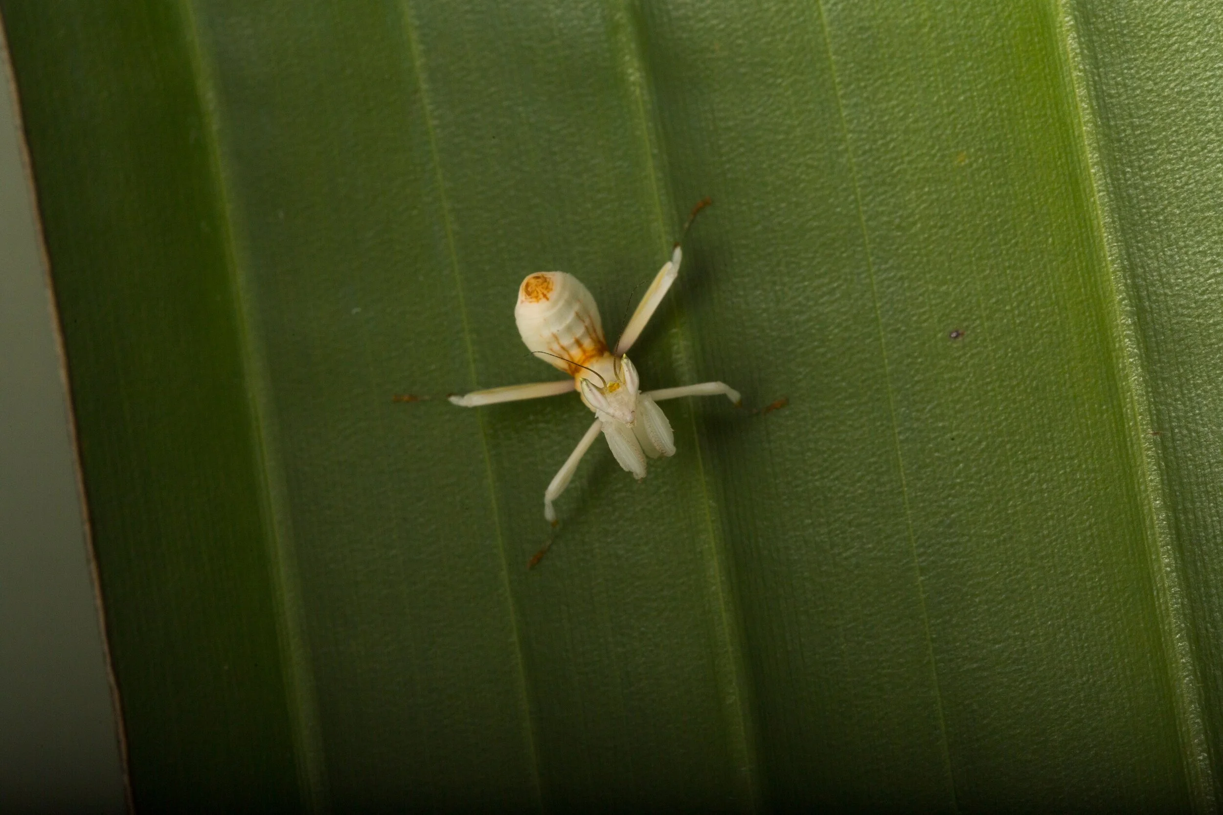 Praying Mantis for sale