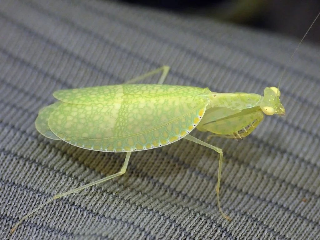 Net-winged Mantis (Neomantis australis) i2 — Mantis Universe