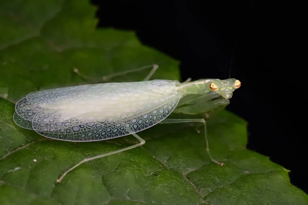 Yellow Spotted Wing Mantis (Eomantis yunnanensis) — Mantis Universe