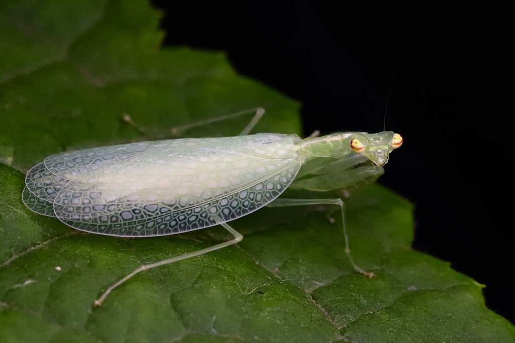 Praying Mantis for sale — Mantis Universe