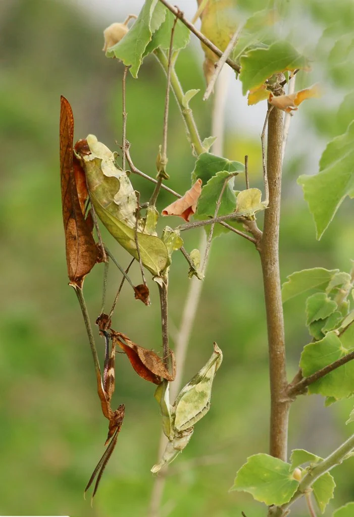 Praying Mantis for sale — Mantis Universe