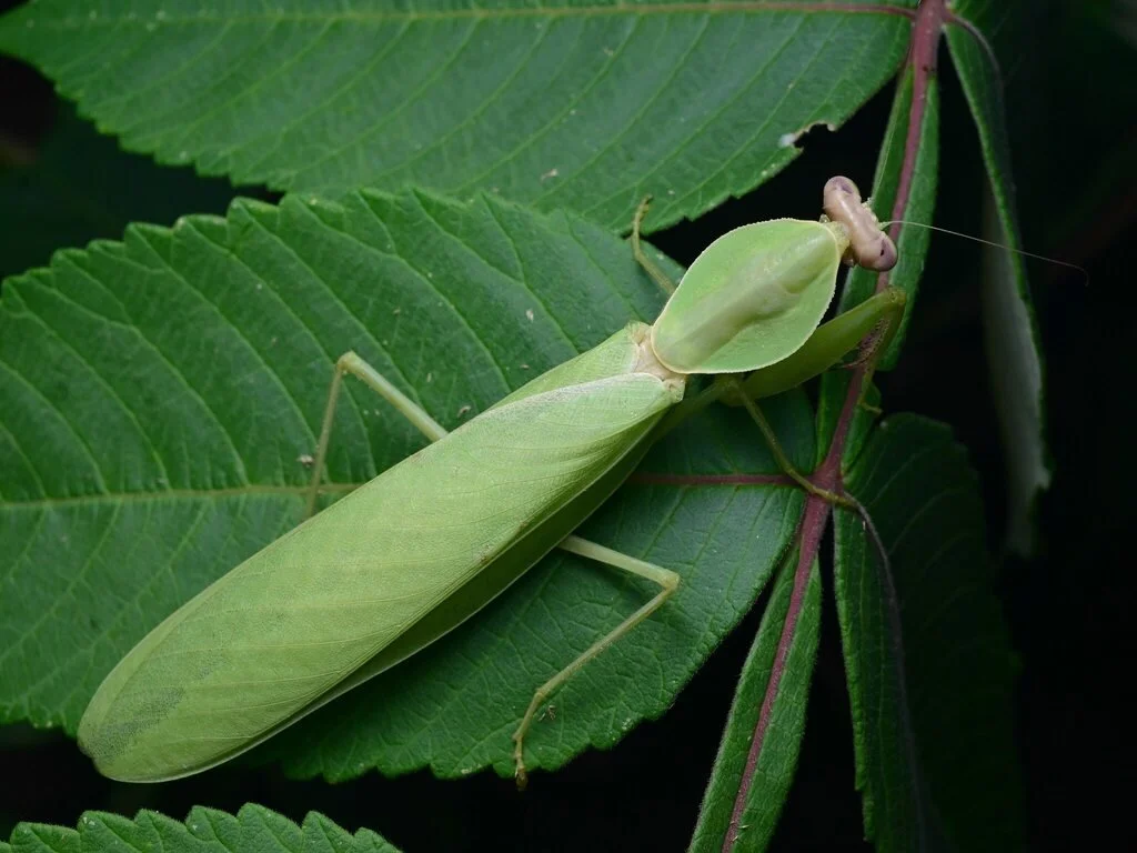 Candy Mantis (Rhombomantis longipennis) i2 — Mantis Universe
