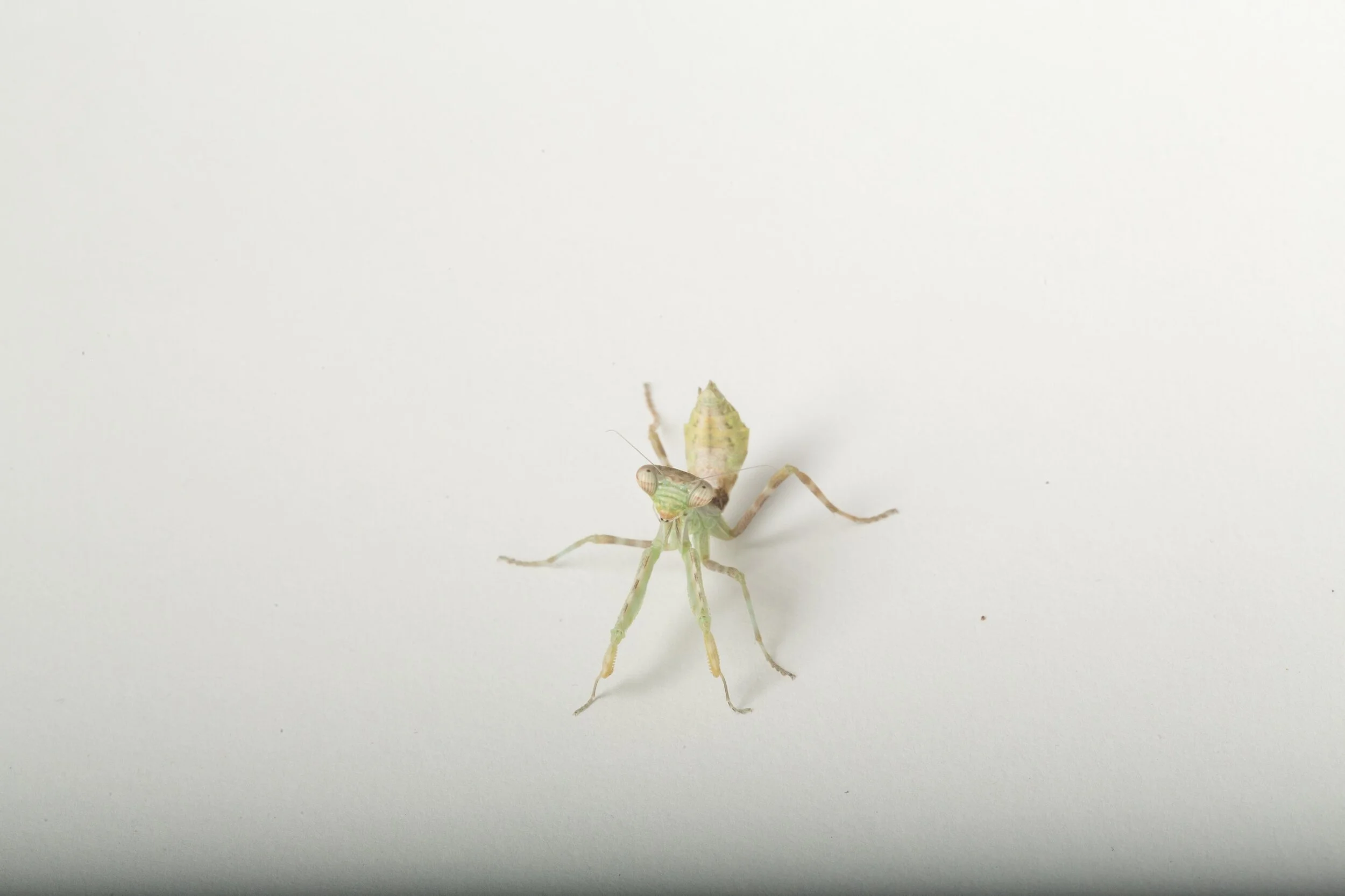 Praying Mantis for sale