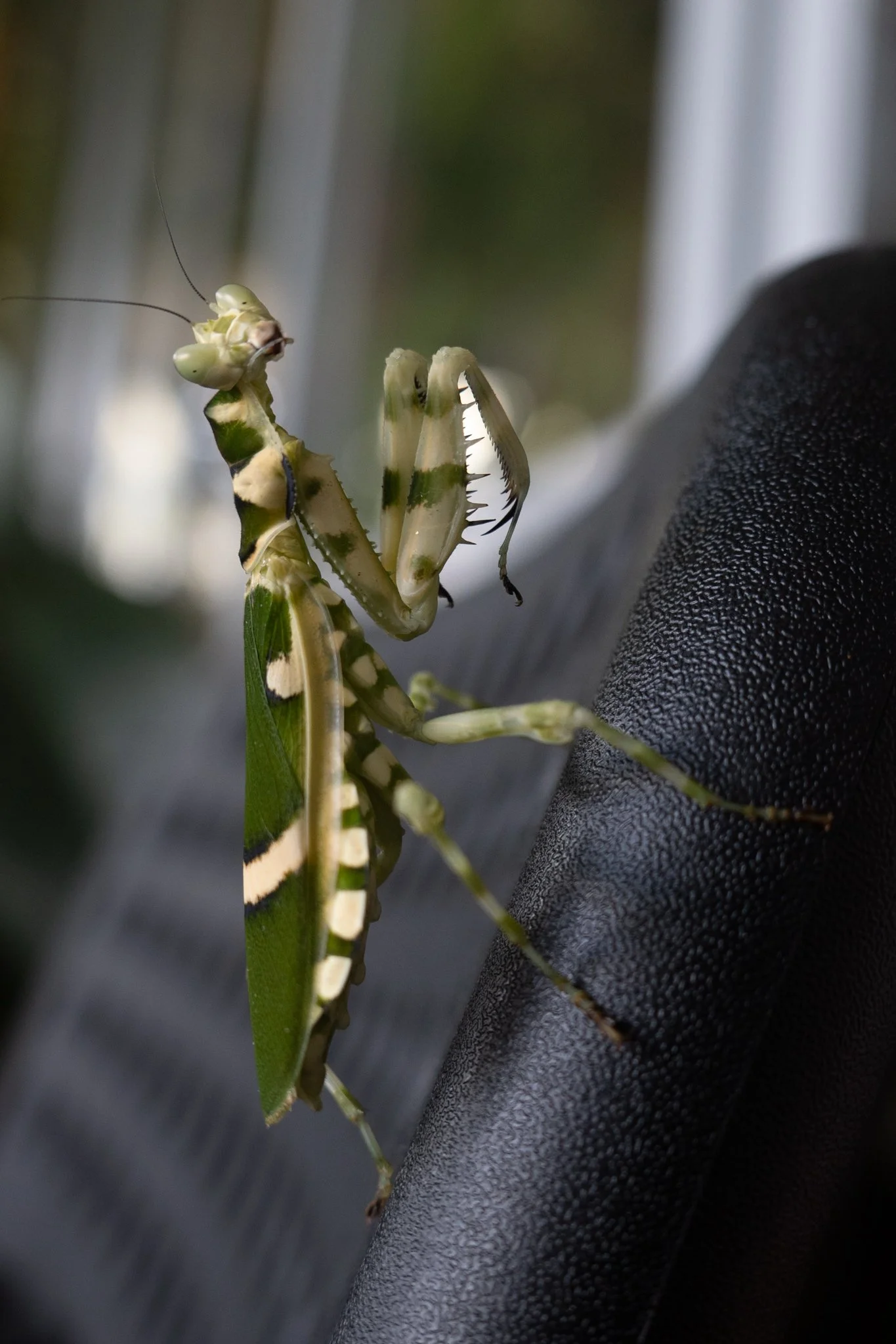 Banded Flower Mantis (Theopropus elegans) i2 — Mantis Universe