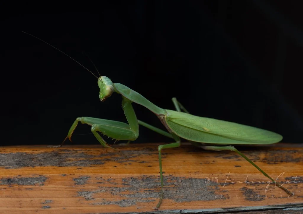 Praying Mantis for sale — Mantis Universe