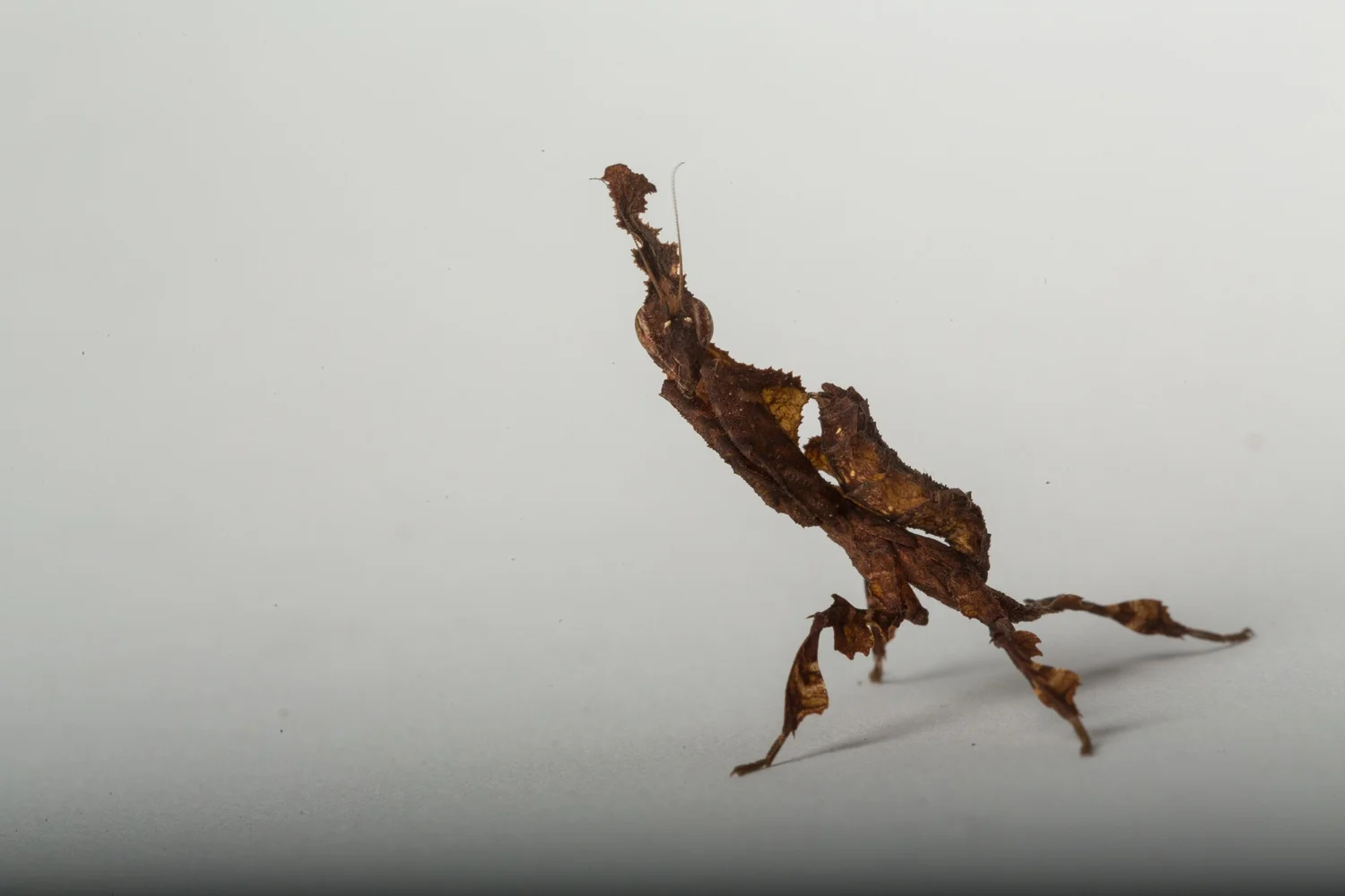 Praying Mantis for sale