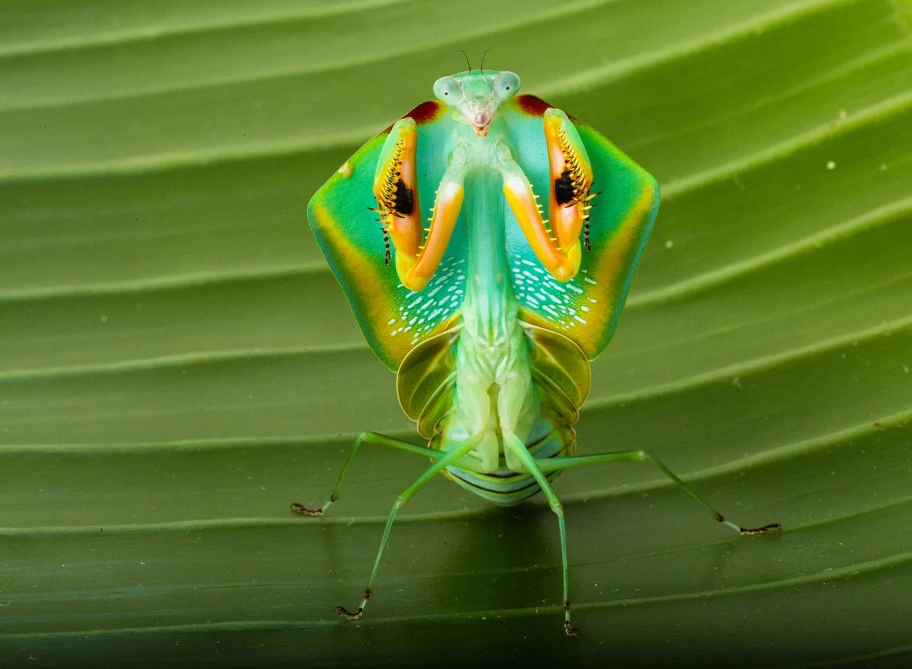 Praying Mantis for sale