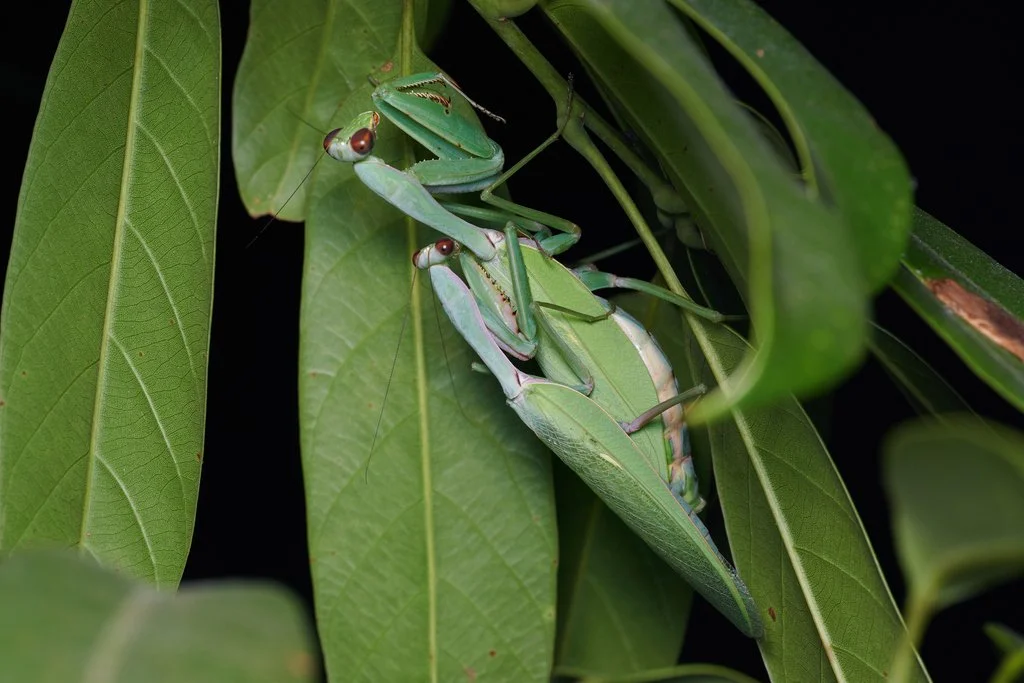 Giant Chinese Mantis (Hierodula chinensis) i6-i7 — Mantis Universe