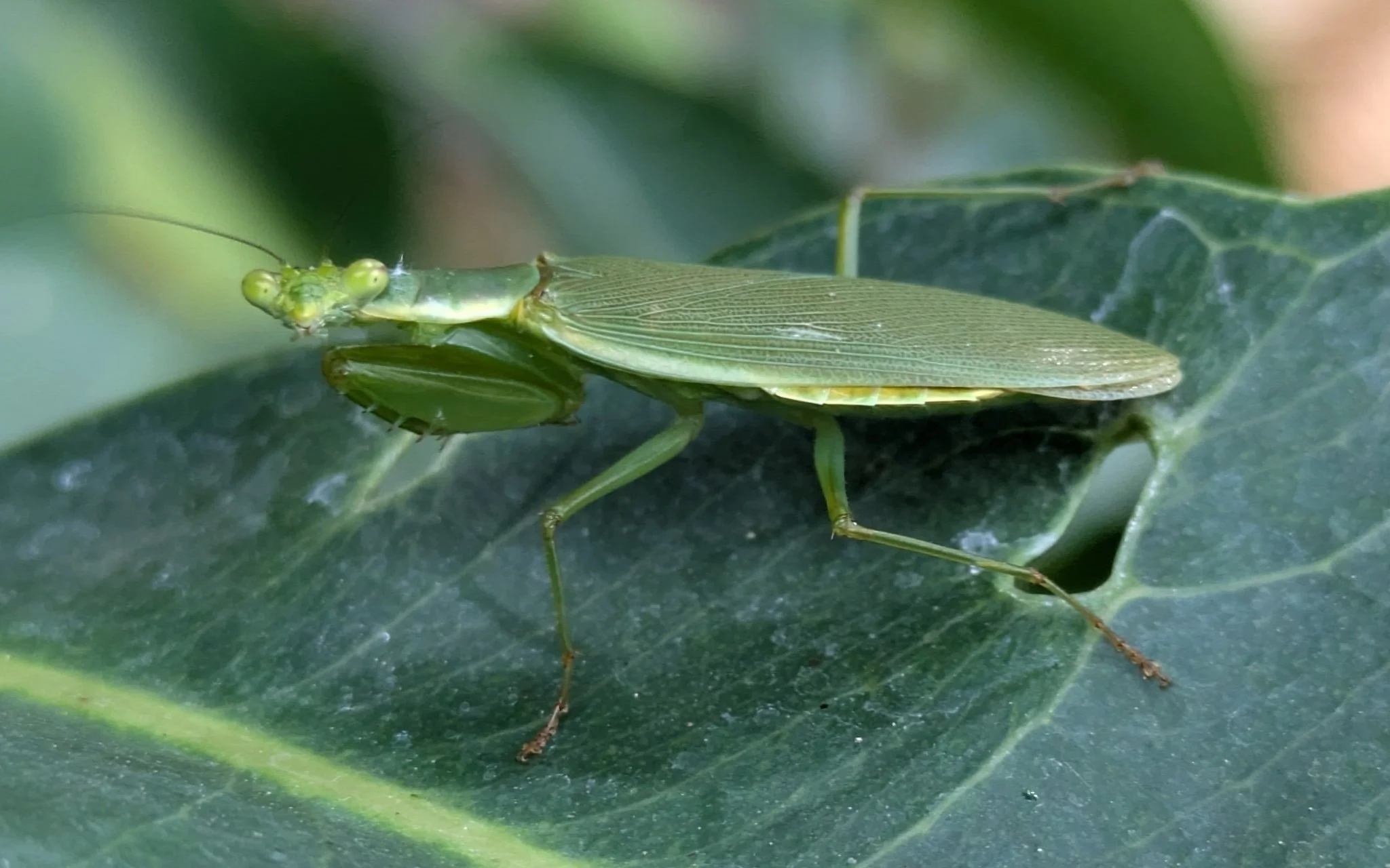Ant Mantis (Odontomantis micans) — Mantis Universe
