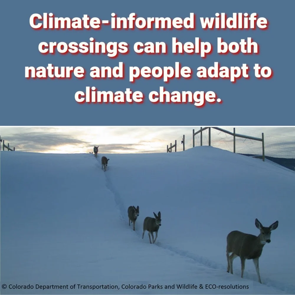 Wildlife Connectivity Institute — Our Story