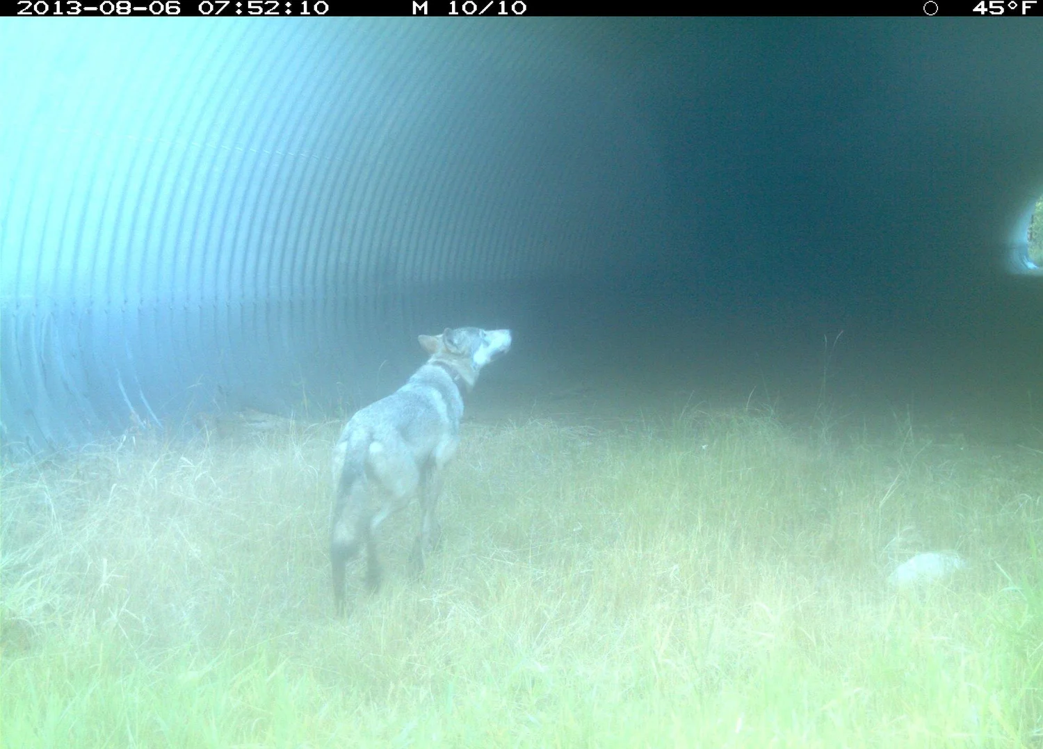 Wildlife Connectivity Institute — Our Story