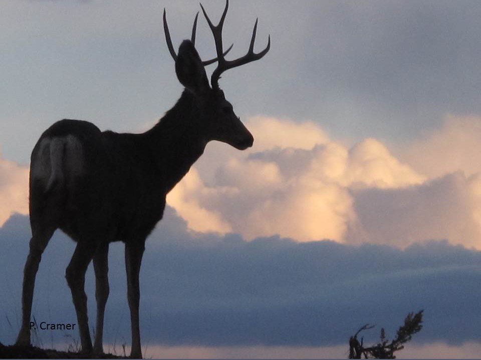 Wildlife Connectivity Institute — Our Story