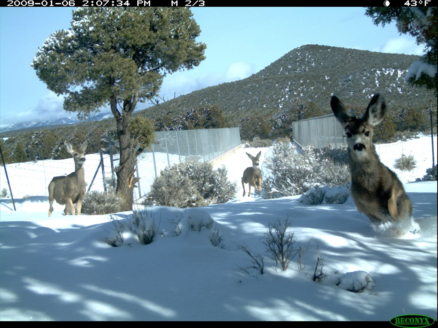Wildlife Connectivity Institute