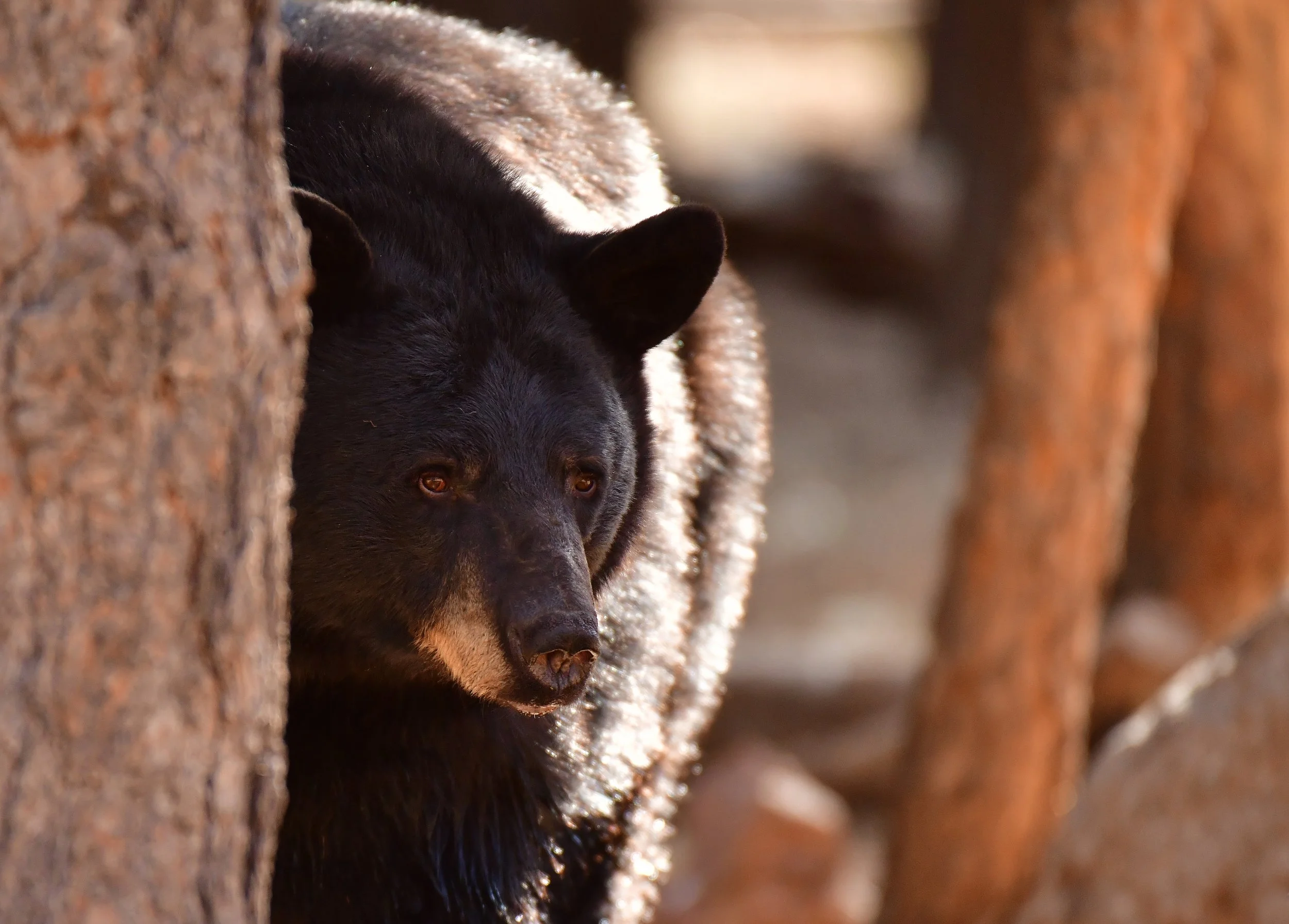 Wildlife Connectivity Institute — Our Story