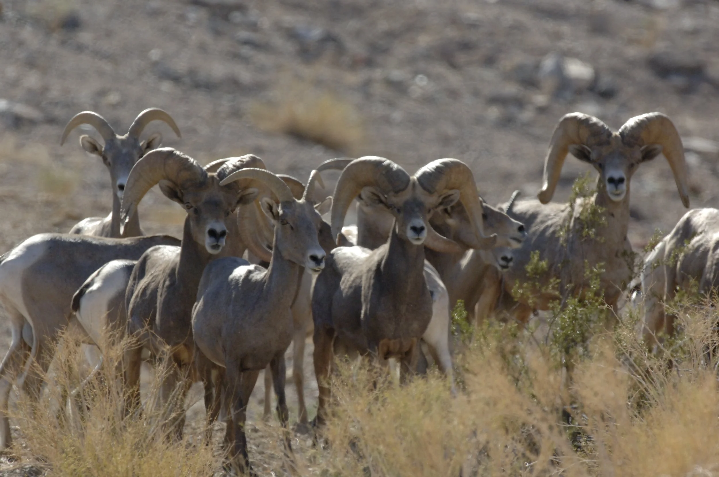 Wildlife Connectivity Institute