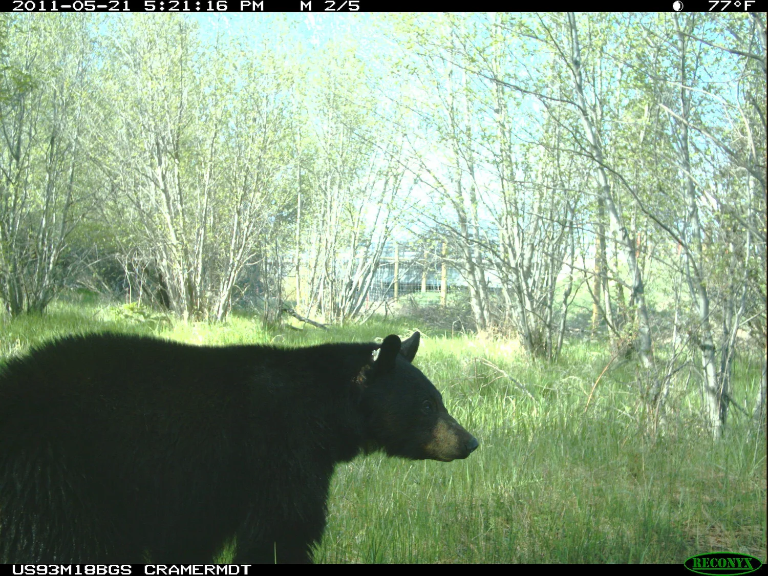 Wildlife Connectivity Institute — Programs