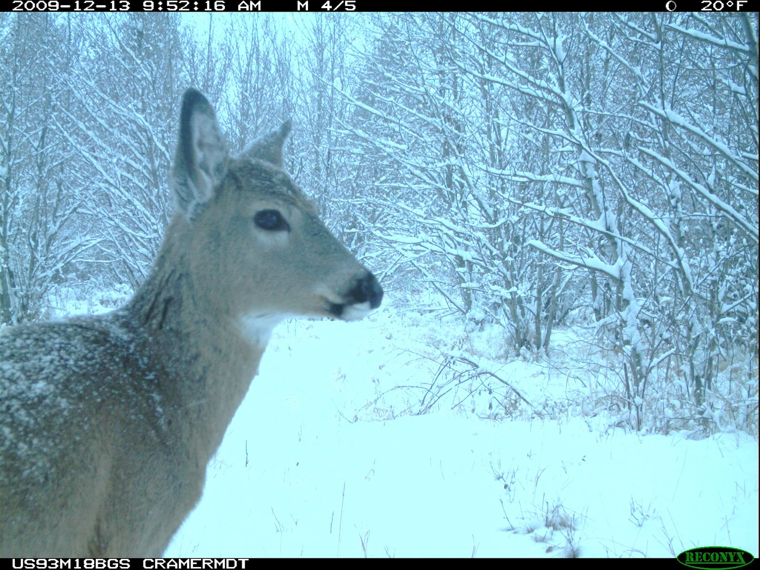 Wildlife Connectivity Institute — About