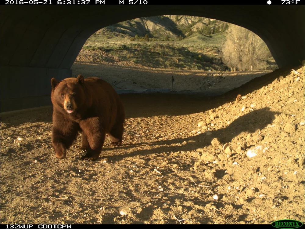 Wildlife Connectivity Institute