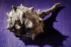 Tyrian Purple: The Royal Pigment — Rhiannon Piper Conservation