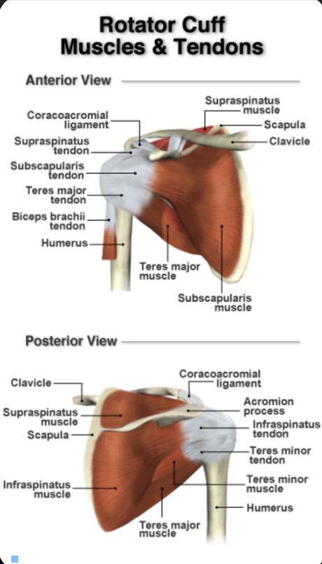 Rotator Cuff Woes — Breeze Bodywork