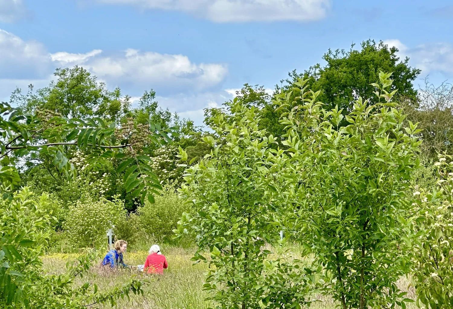 Pomfret's Wood — The Lund