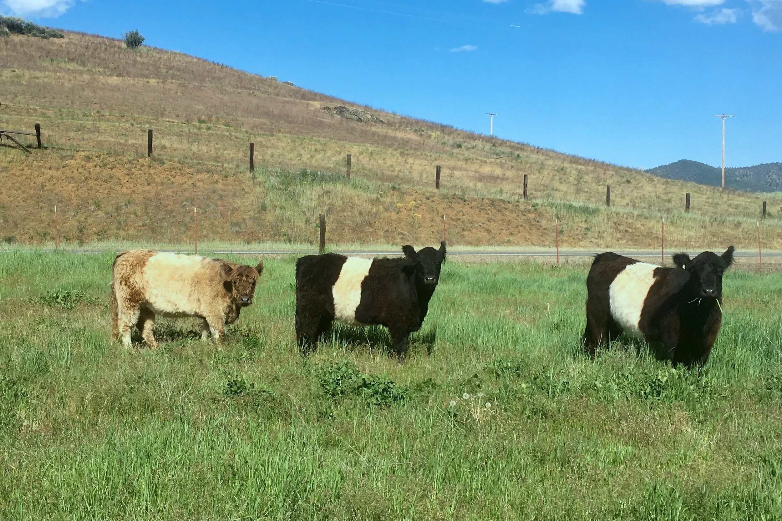 Crown H Cattle Company