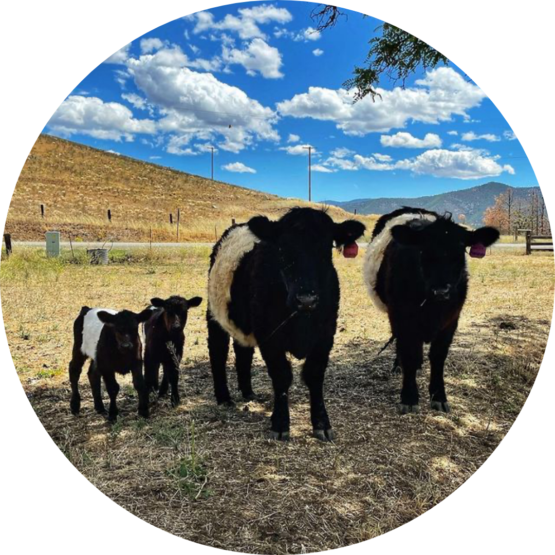 Crown H Cattle Company