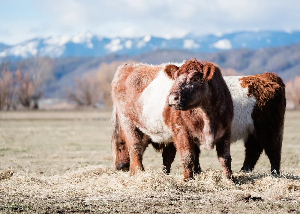 Belted Galloways – Learn More about Beltie Beef — Crown H Cattle Company