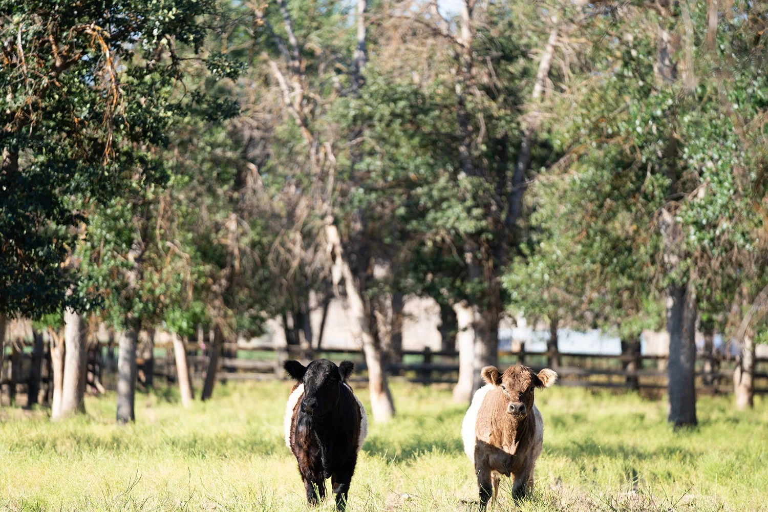 Crown H Cattle Company
