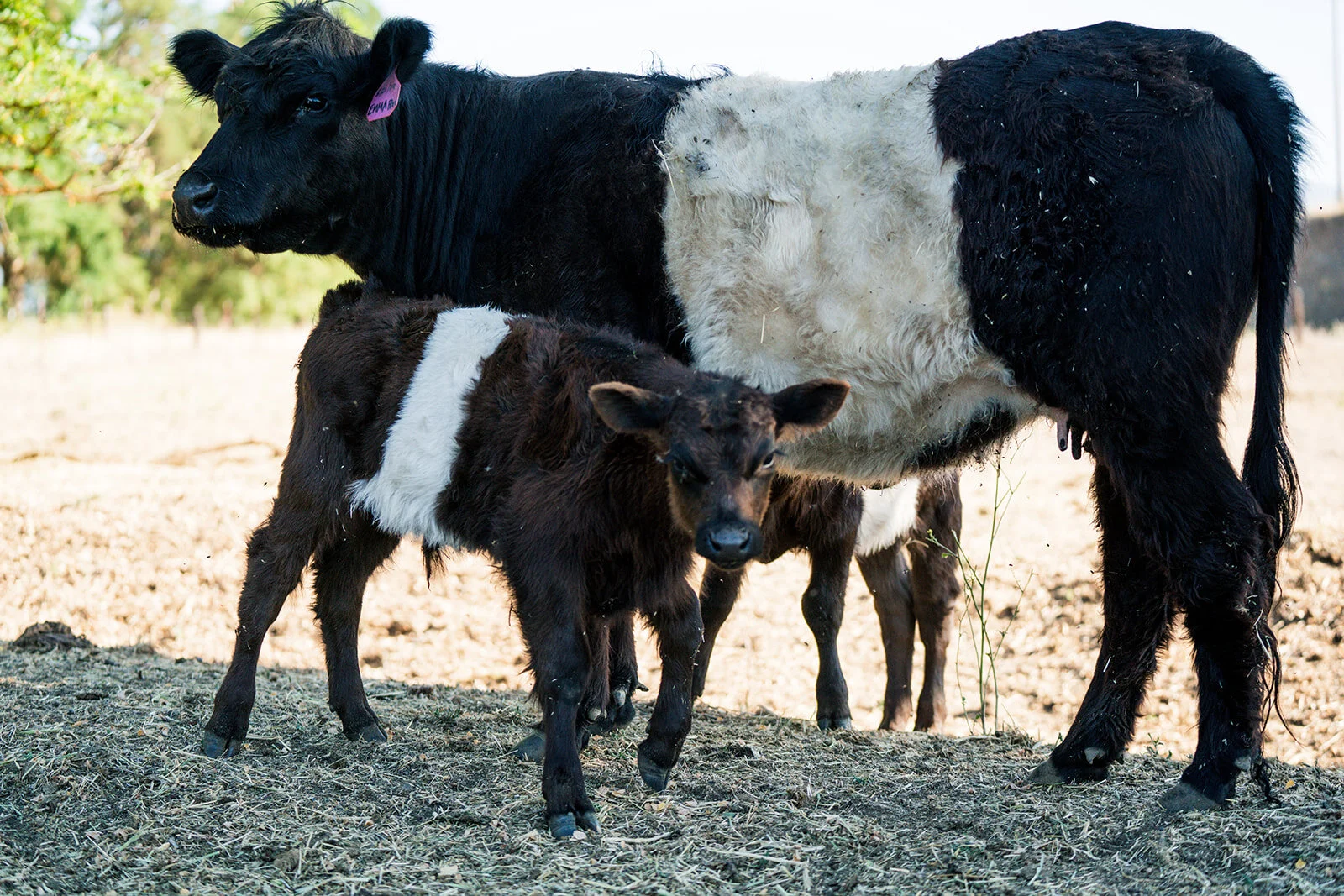 Crown H Cattle Company