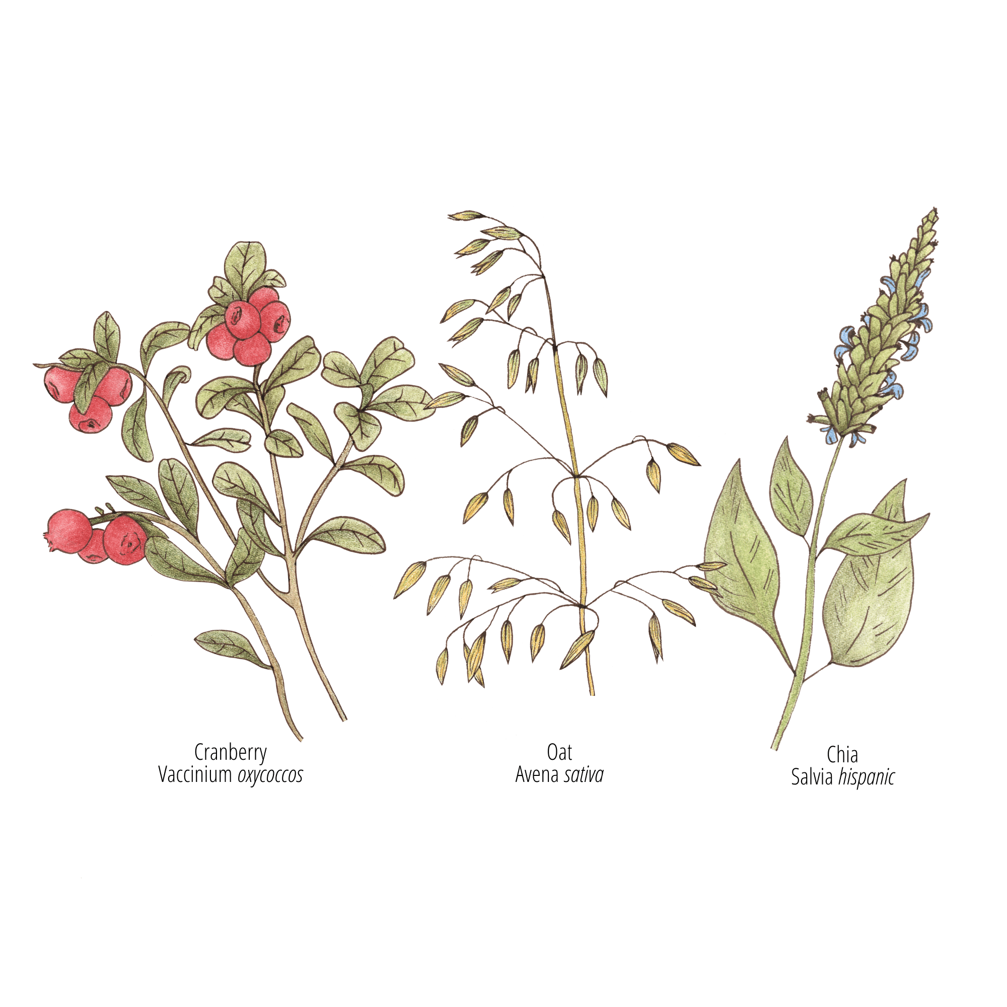 Learn More About G’s Organic Solutions | Organic Horse and Dog ...