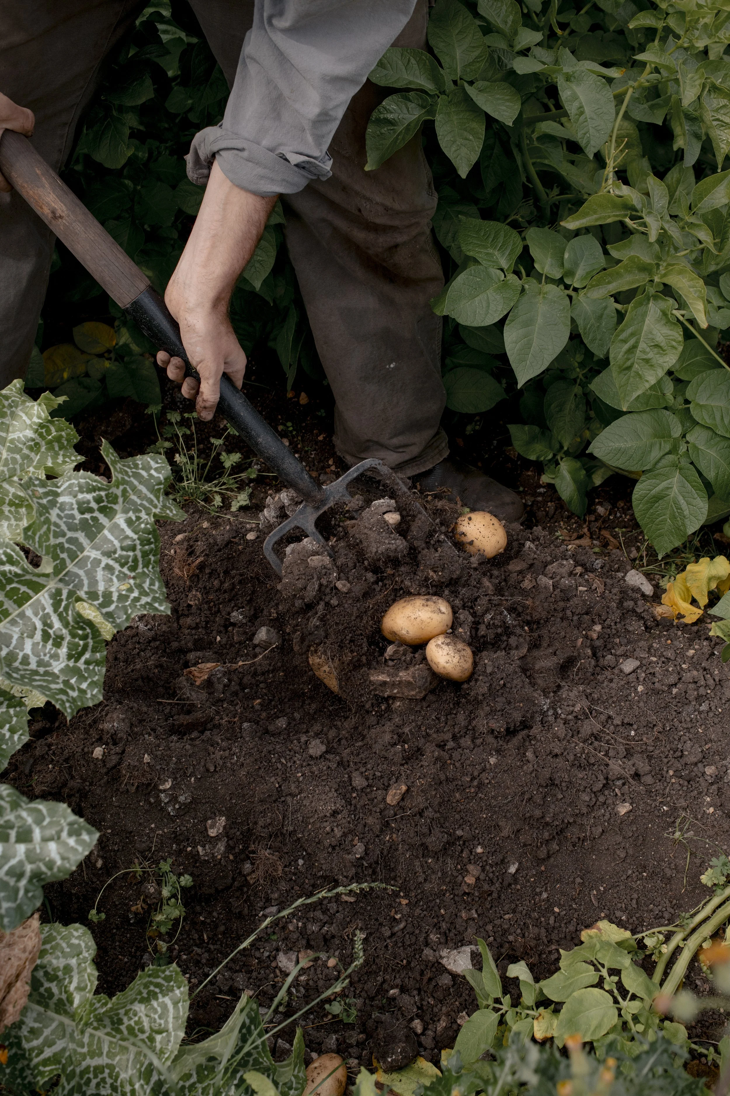 About — Worthy Earth