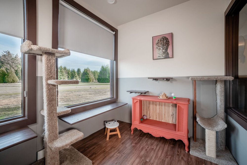 Premium Cat Boarding in Pitt Meadows, BC — Alley Cats Hotel