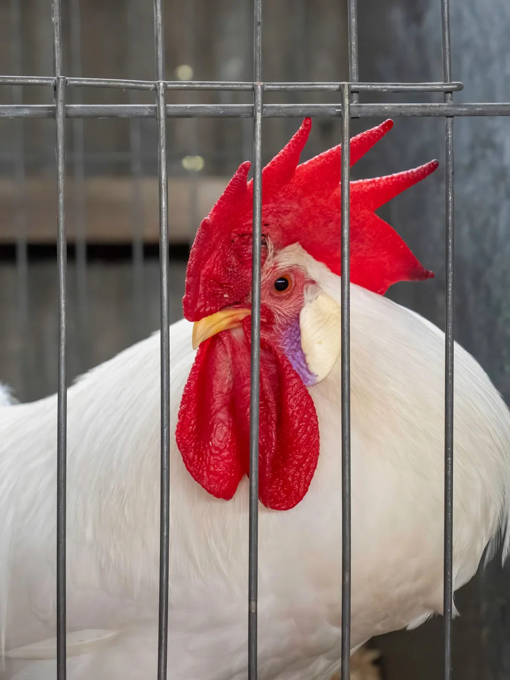 Gallery - Kingston Agricultural Show — Kingston Agricultural Society