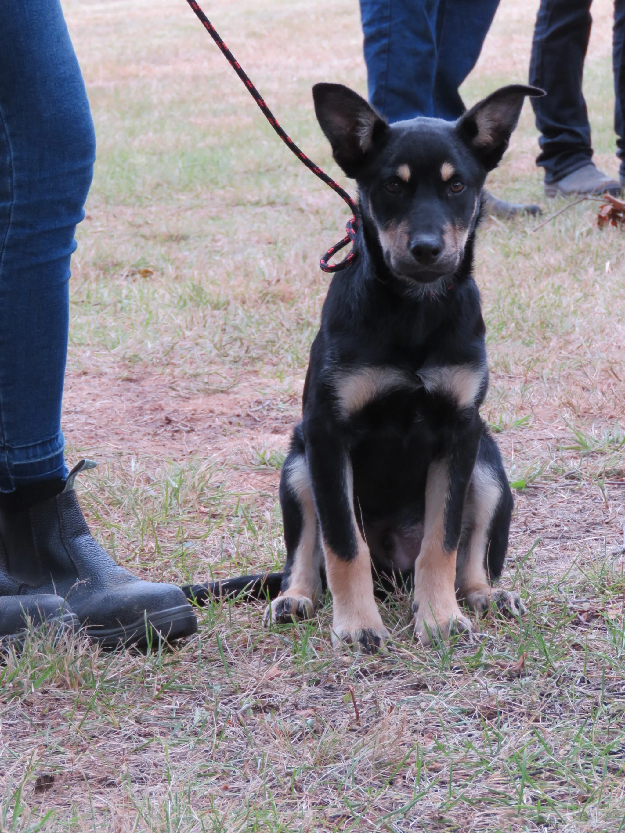 Gallery - Kingston Agricultural Show — Kingston Agricultural Society
