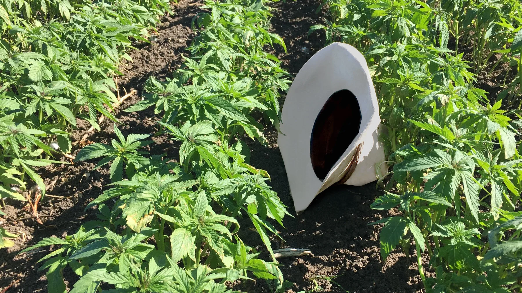 Memberships — iHemp NSW Association