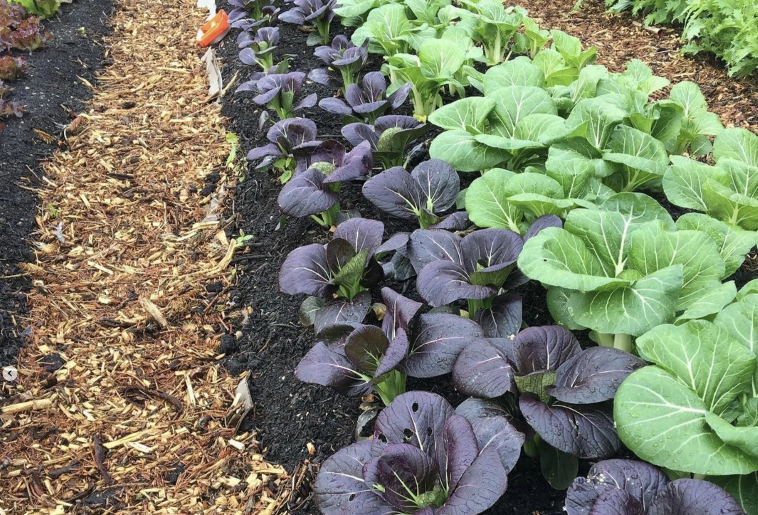 Shop — Damson Farm