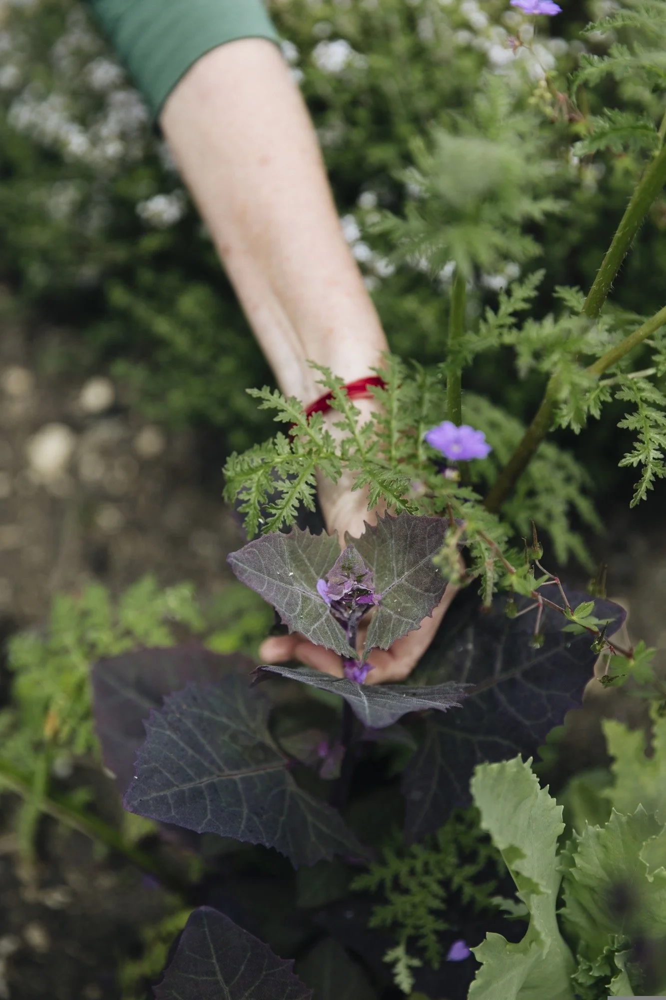 Shop — Damson Farm