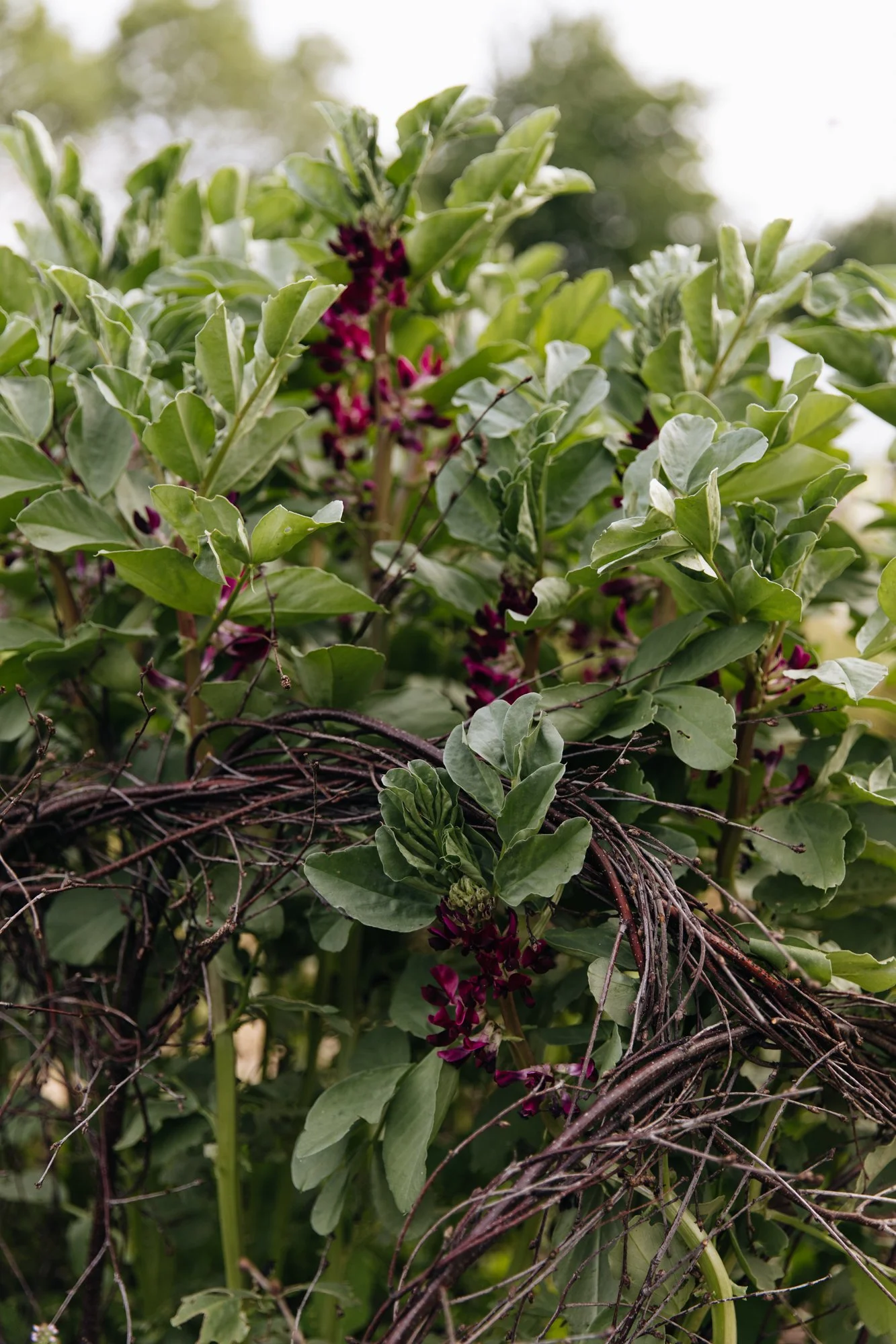 Shop — Damson Farm