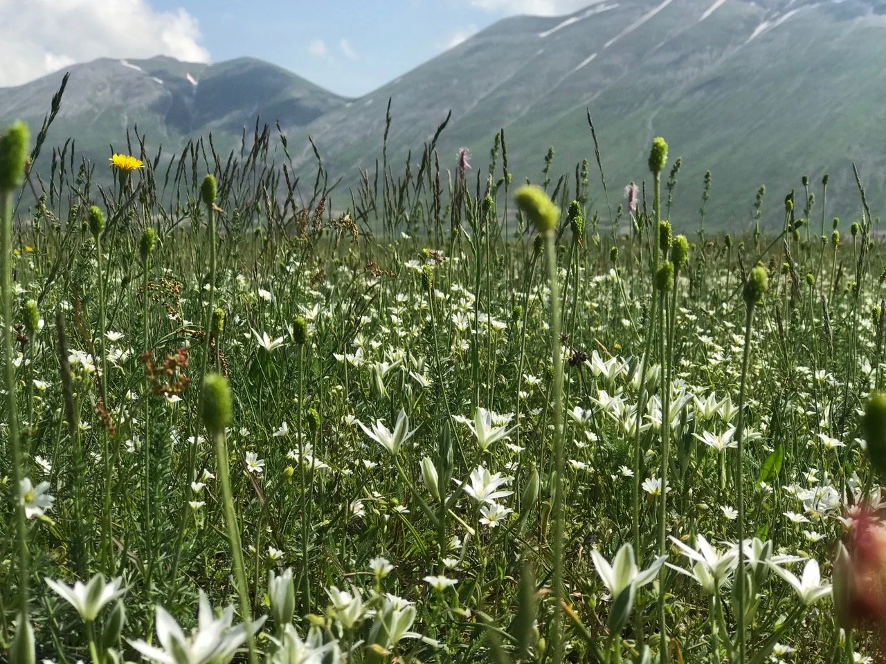 Shop — Damson Farm