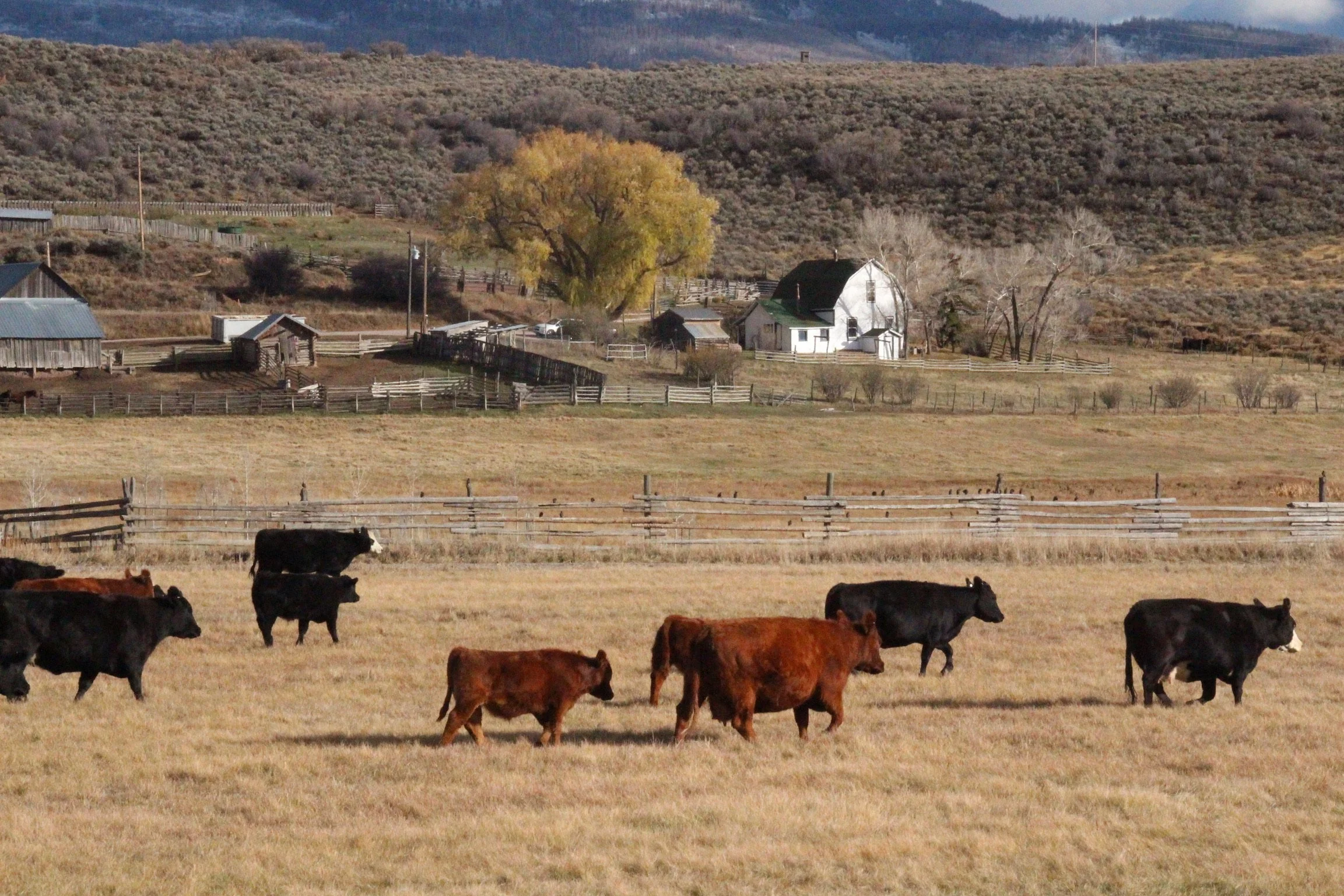 Ranching — Out of Bounds Ranch