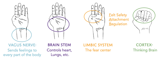 Cincinnati Therapist Explains the Hand Model of the Brain ...