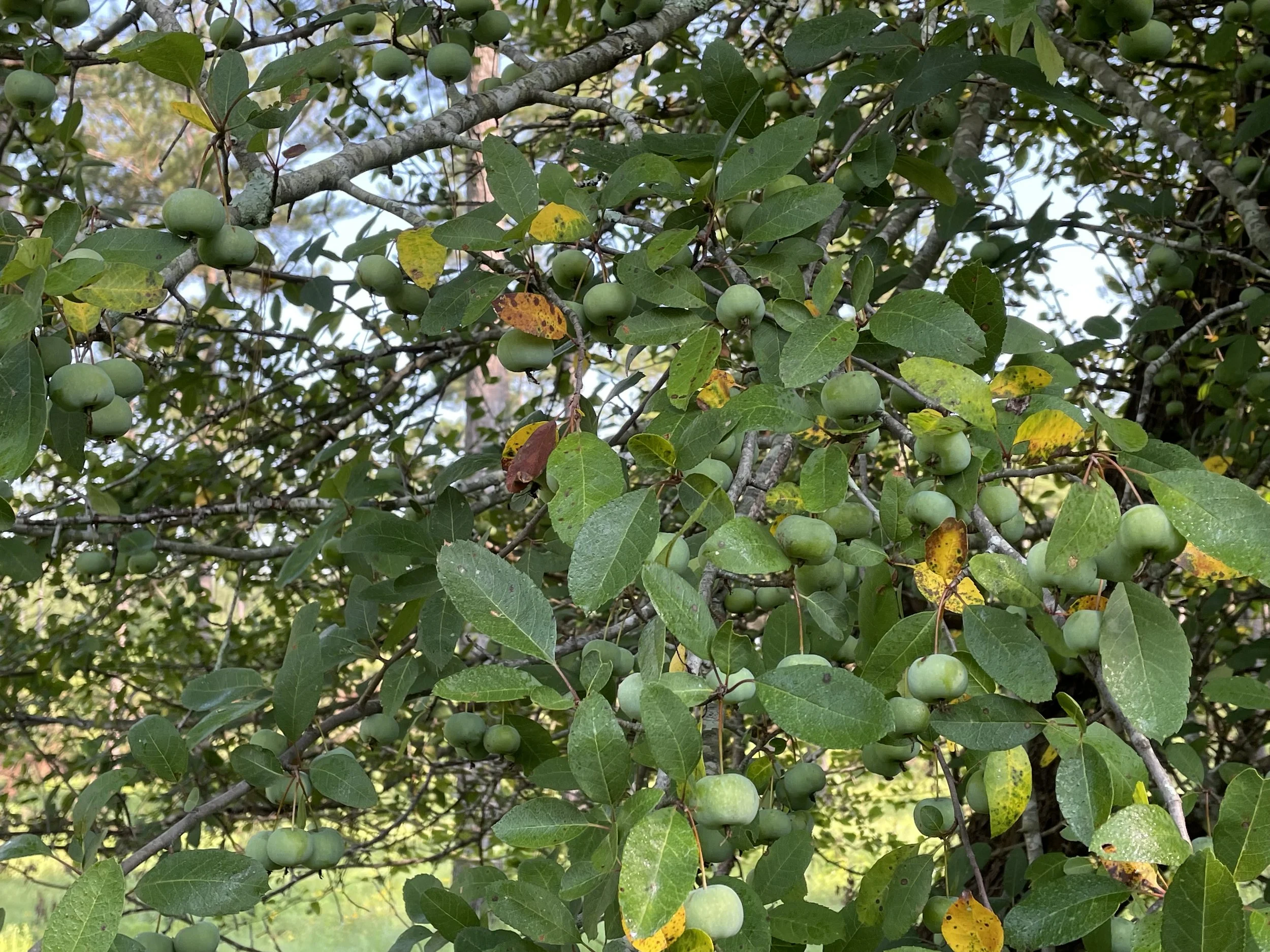 Transcendent Crabapple