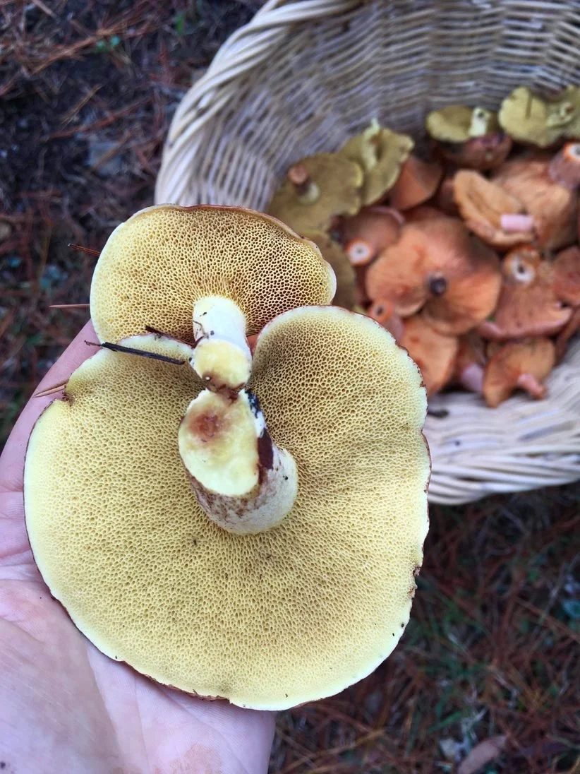 Autumn Forage: Beginners Mushroom Hunting — SALT GANG