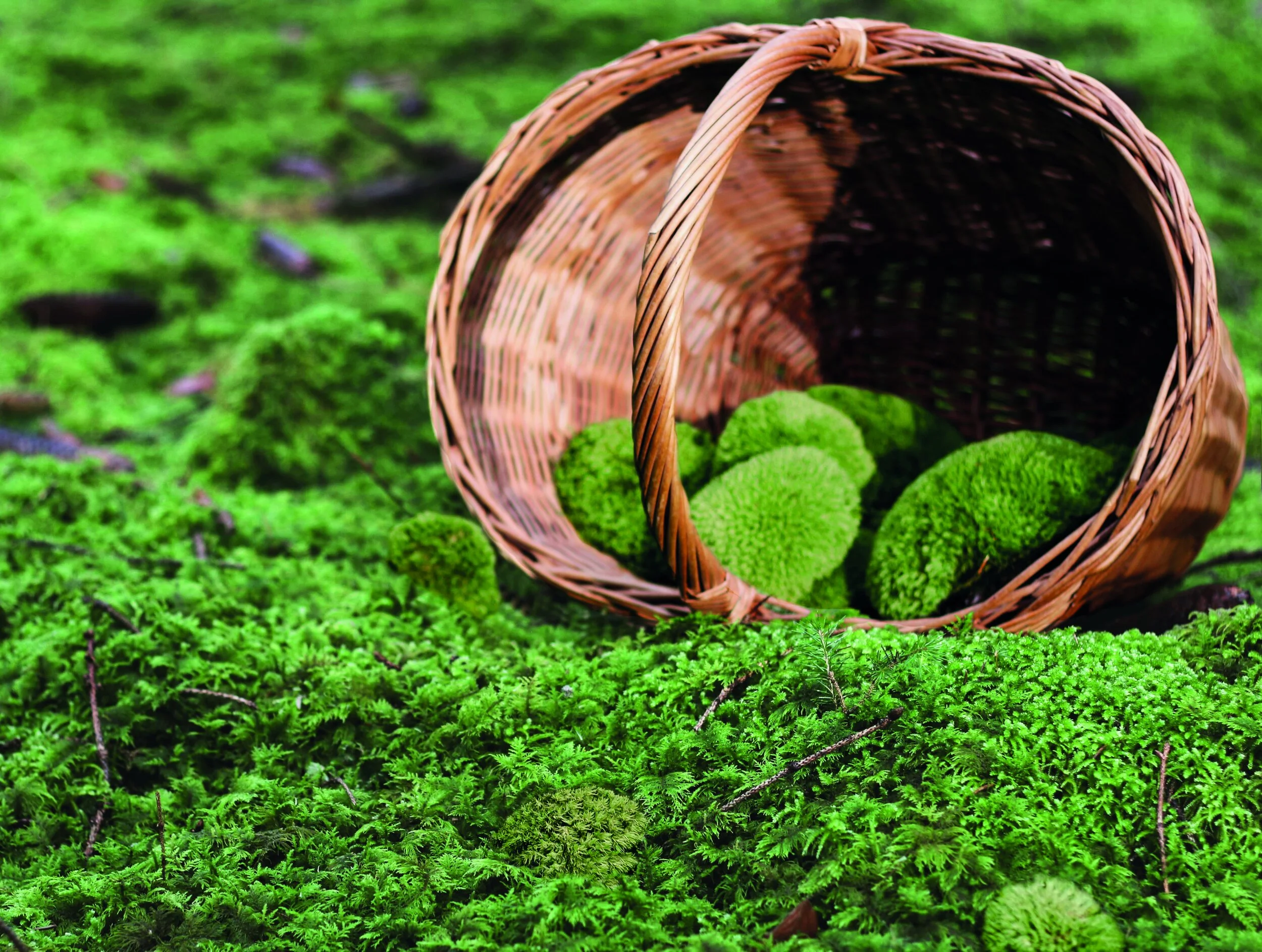 Mossväggar och mosstavlor för kontor - Nordic Green Design